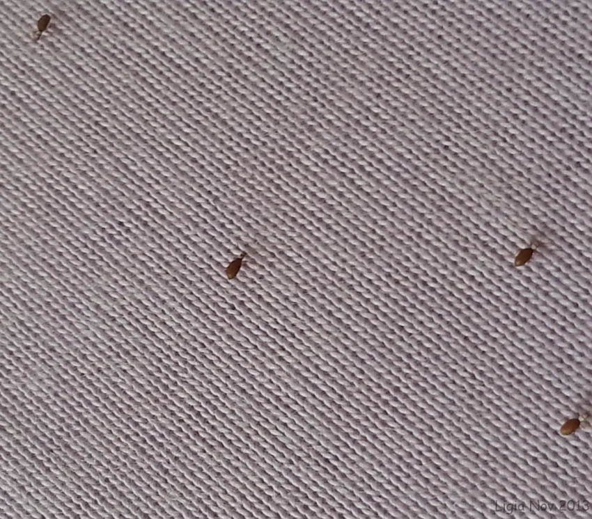 Insetologia - Identificação de insetos: Besouros Latridiídeos no Paraná