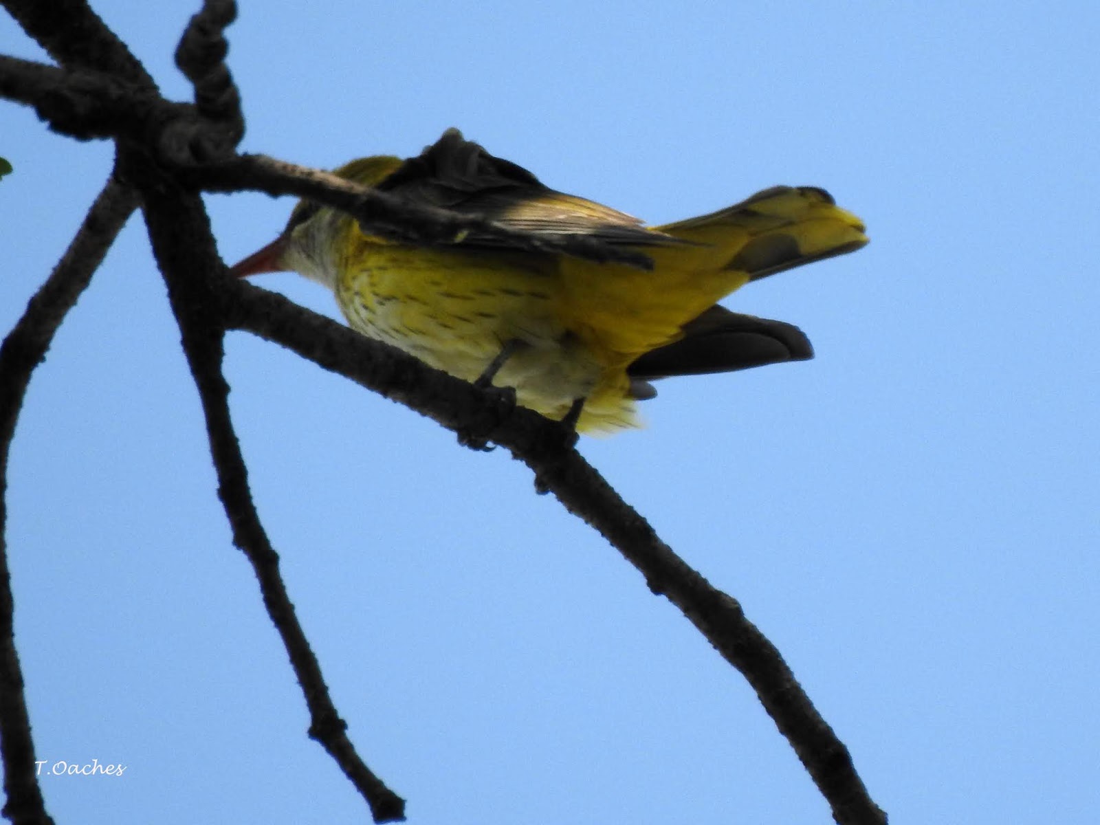 PASARI DIN ROMANIA: GRANGUR, Oriolus oriolus