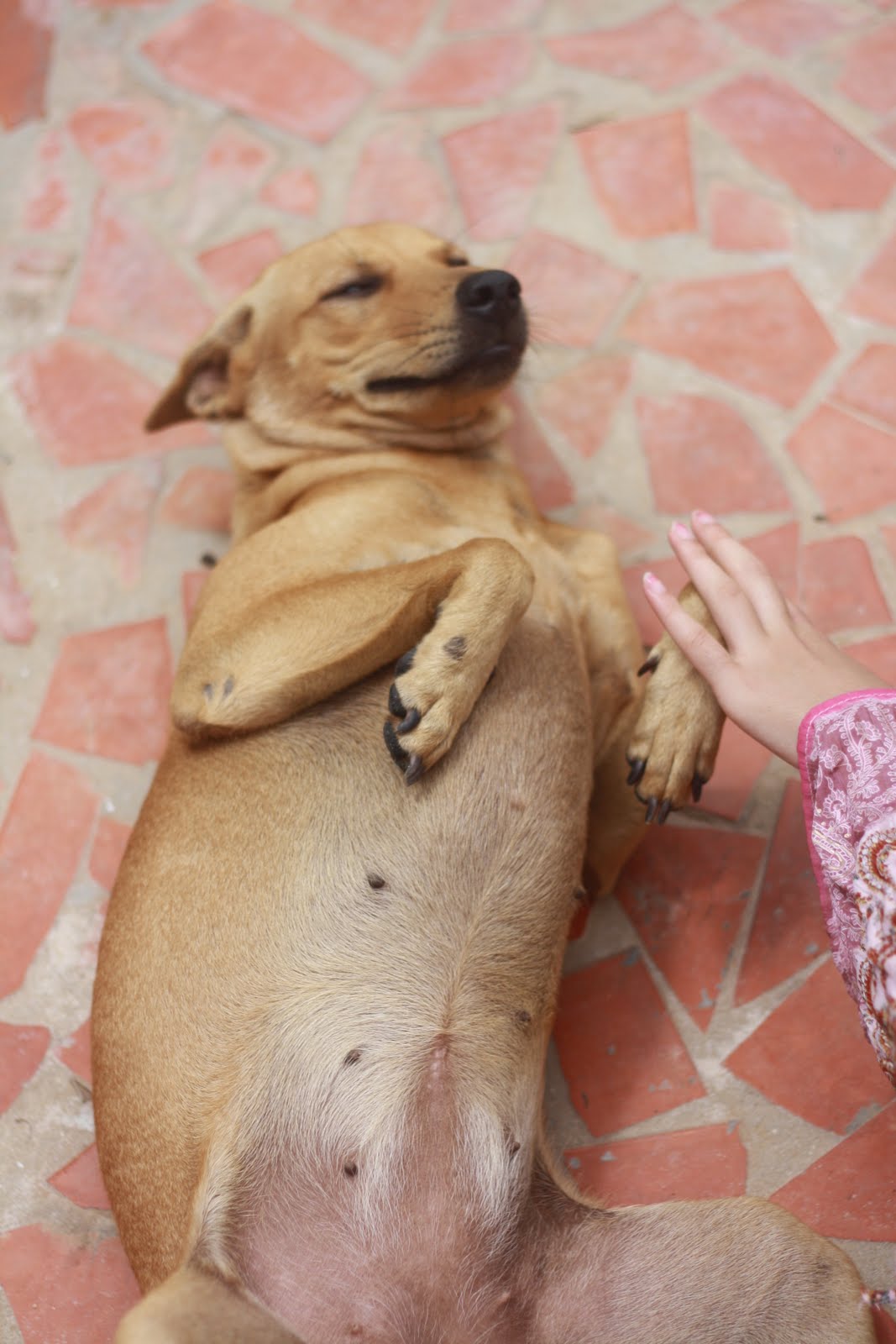 Moonhiy: Les chiens de Phu Quoc