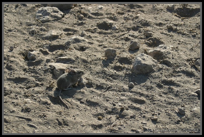 Beszamel i spółka bez ograniczeń: Rodzaj Peromyscus - grupa truei ...