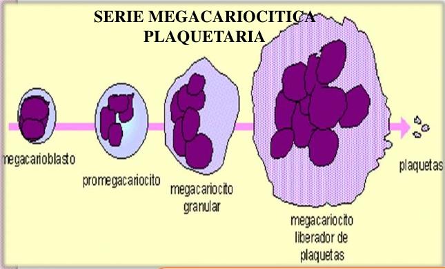 FICHERO DE HEMATOLOGIA: SERIE MEGACARIOCITICA PLAQUETARIA
