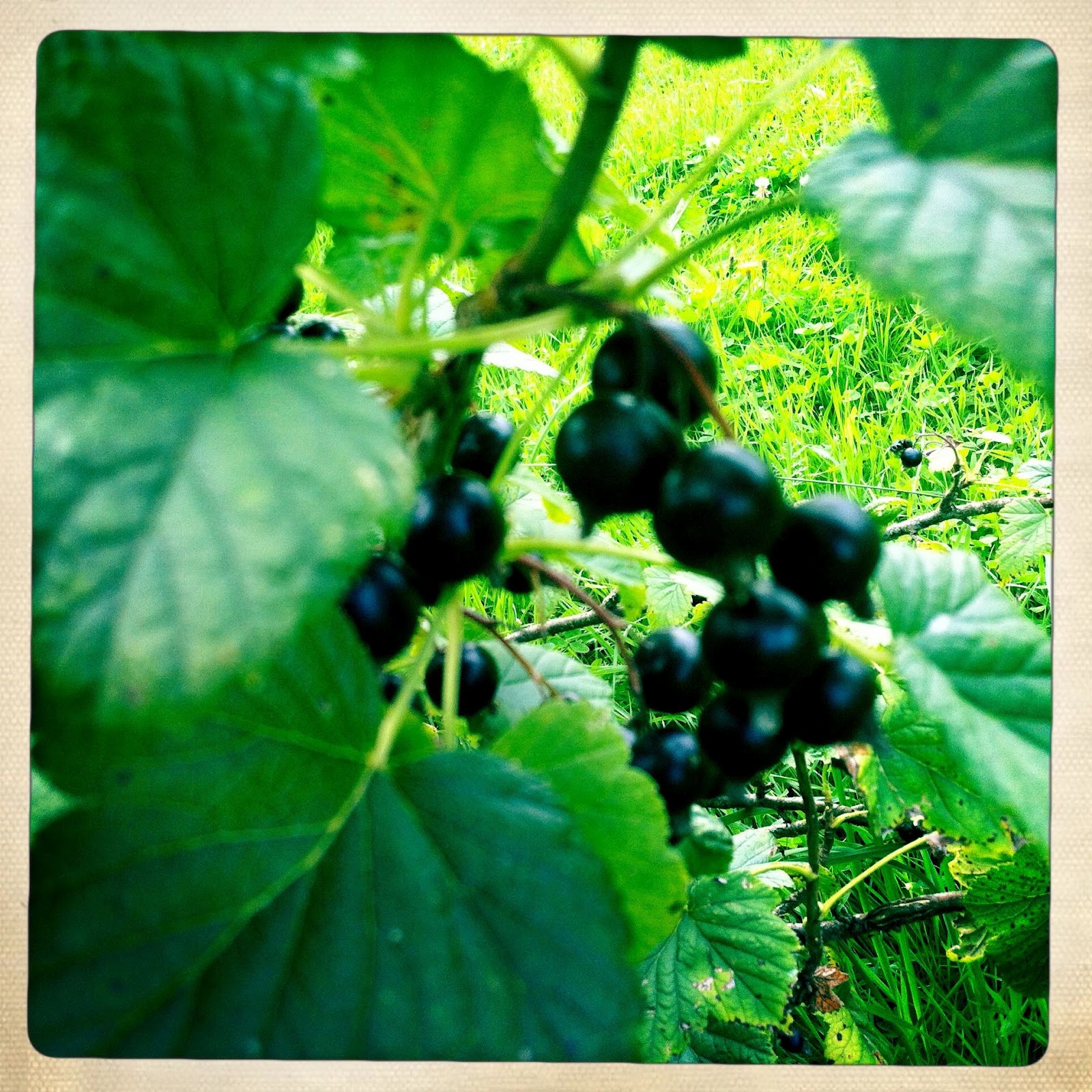 luomulifestyle: Mustaherukka