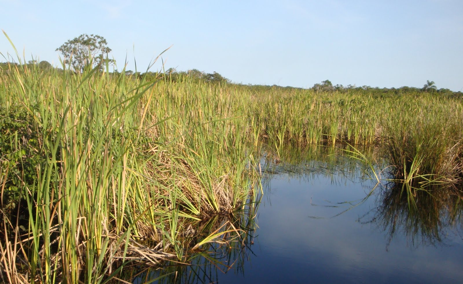Natureza - in and around the Mata Atlantica: Taboa