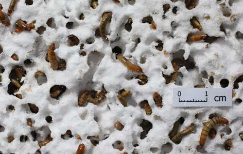 Retired--Now What?: Plastic-Eating Insects