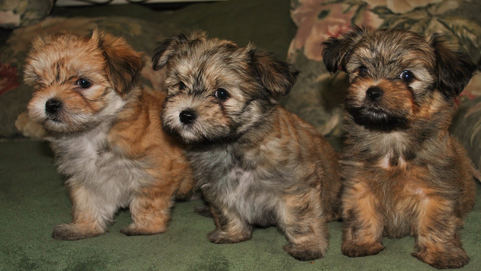 HAVANESE PUPPIES