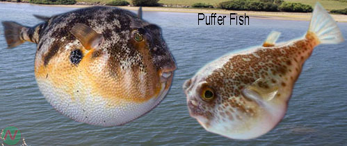 Fish Names & Pictures | Fish Vocabulary | Necessary Vocabulary ...