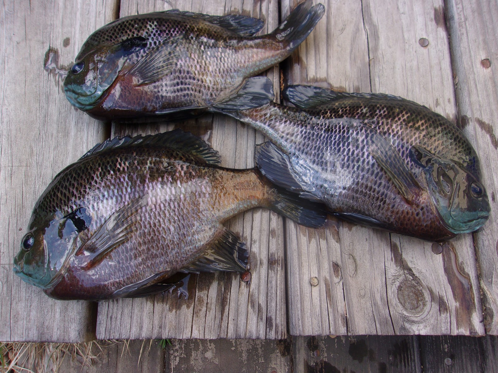 Fishing Through Life: Landing Quest Size Bluegills on Smith Lake