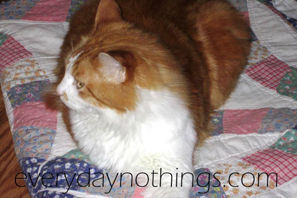 Everyday Nothings: What to do if Your Cat Goes Missing