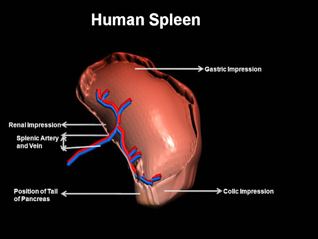 Manash (Subhaditya Edusoft): LYMPHATIC SYSTEM : Extra Drainage System ...