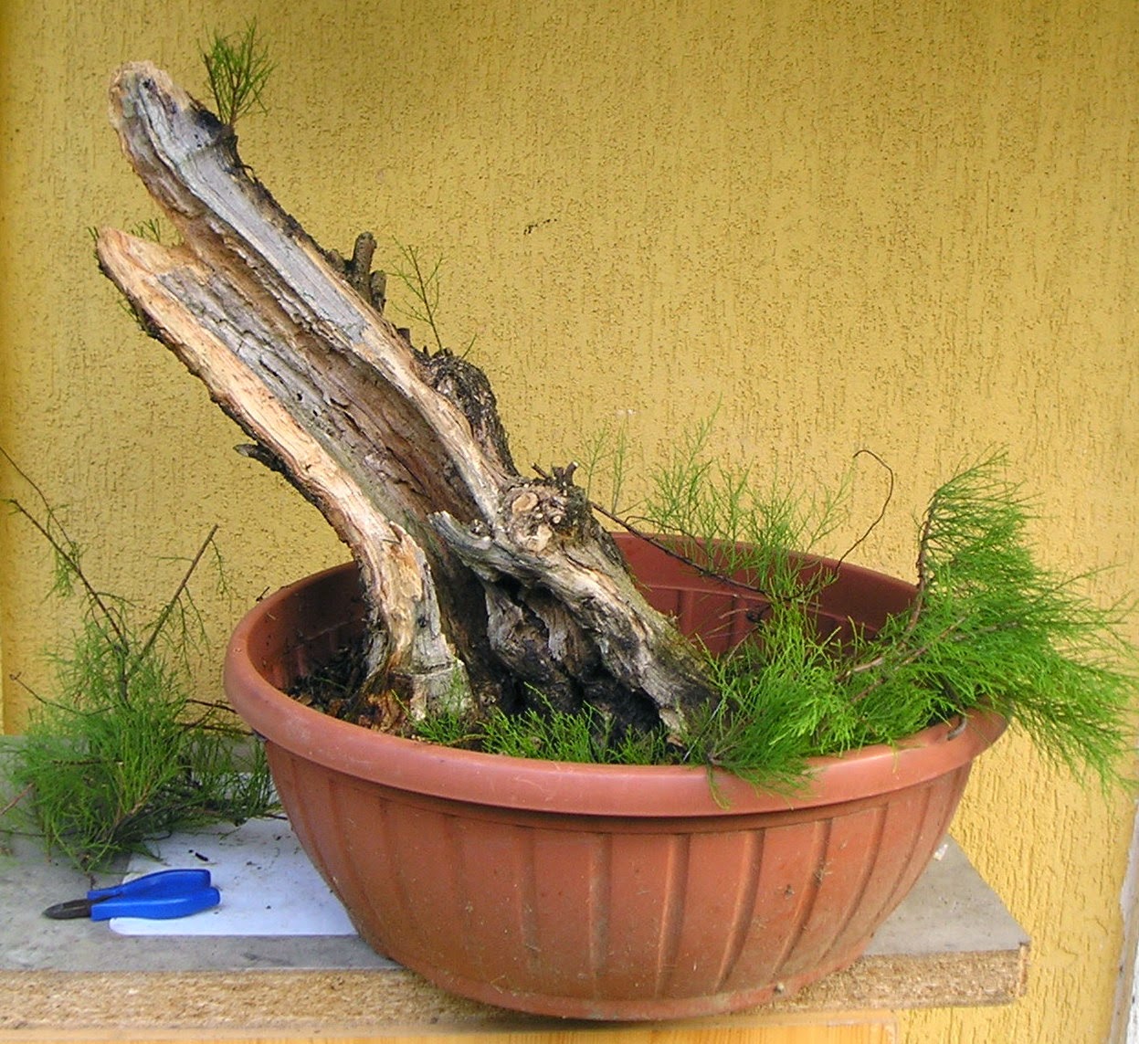 HIRTH BONSAI: Tamariska/ Tamarix/ 2014.06.01.