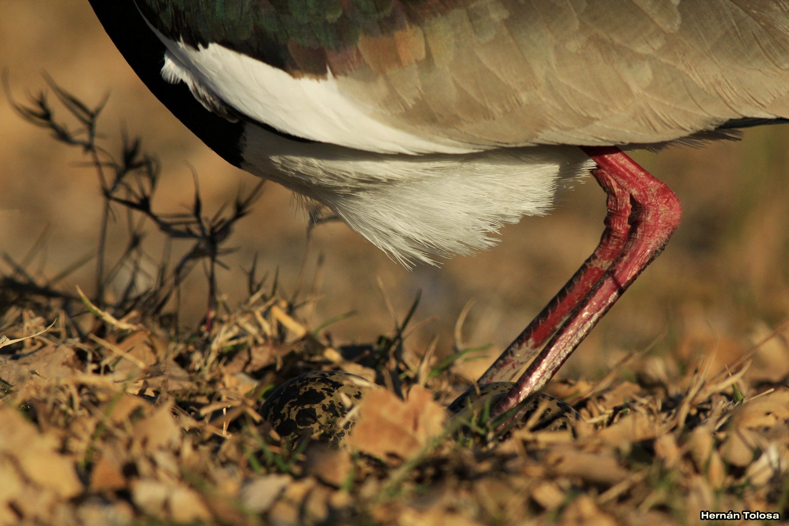 Aves de Argentina: Tero empollando