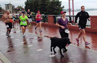 Nothing To Do With Arbroath: Medal for runaway dog who completed half ...