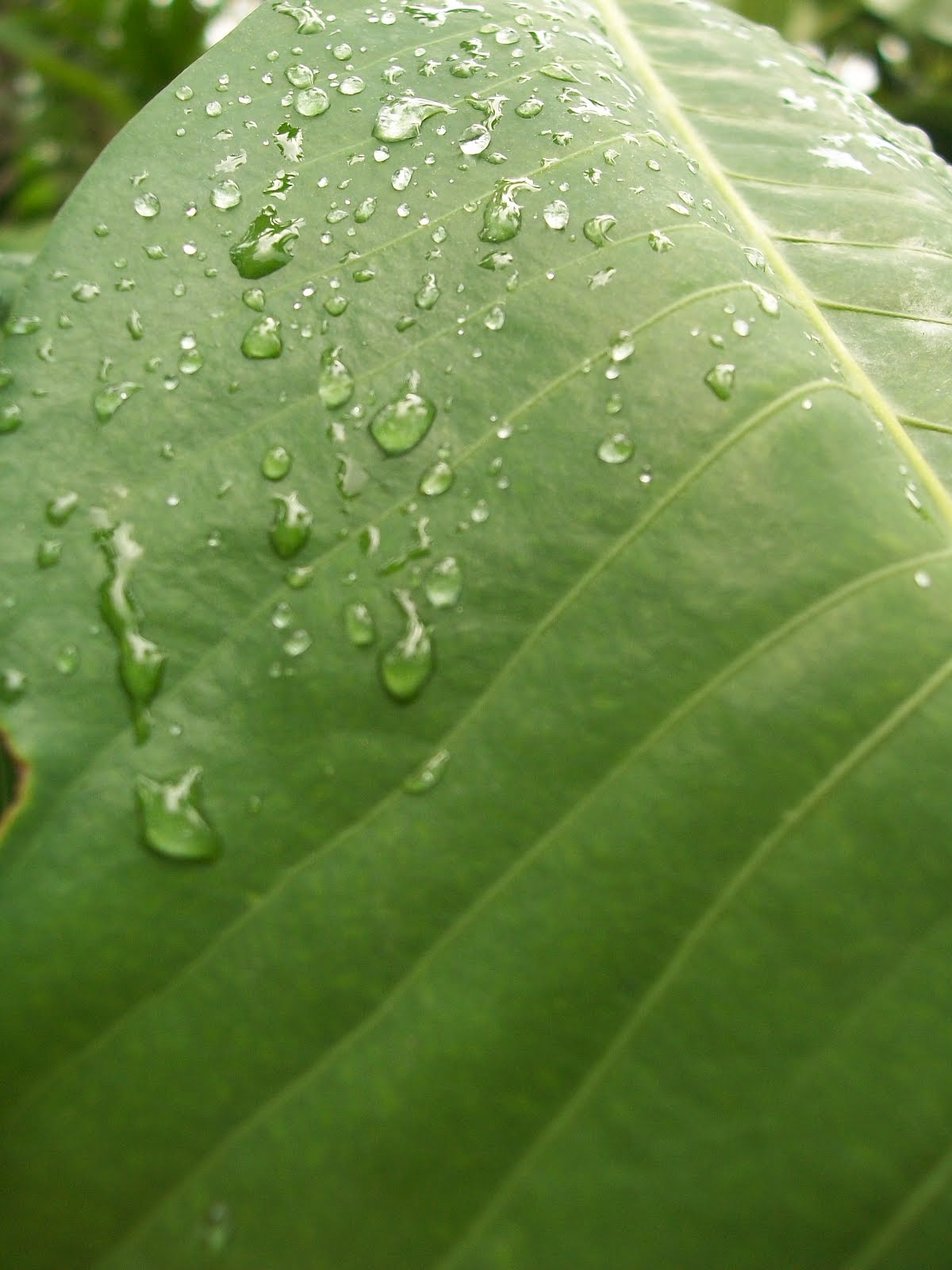 Gambar-Gambar Daun yang Alami dan Sangat Indah