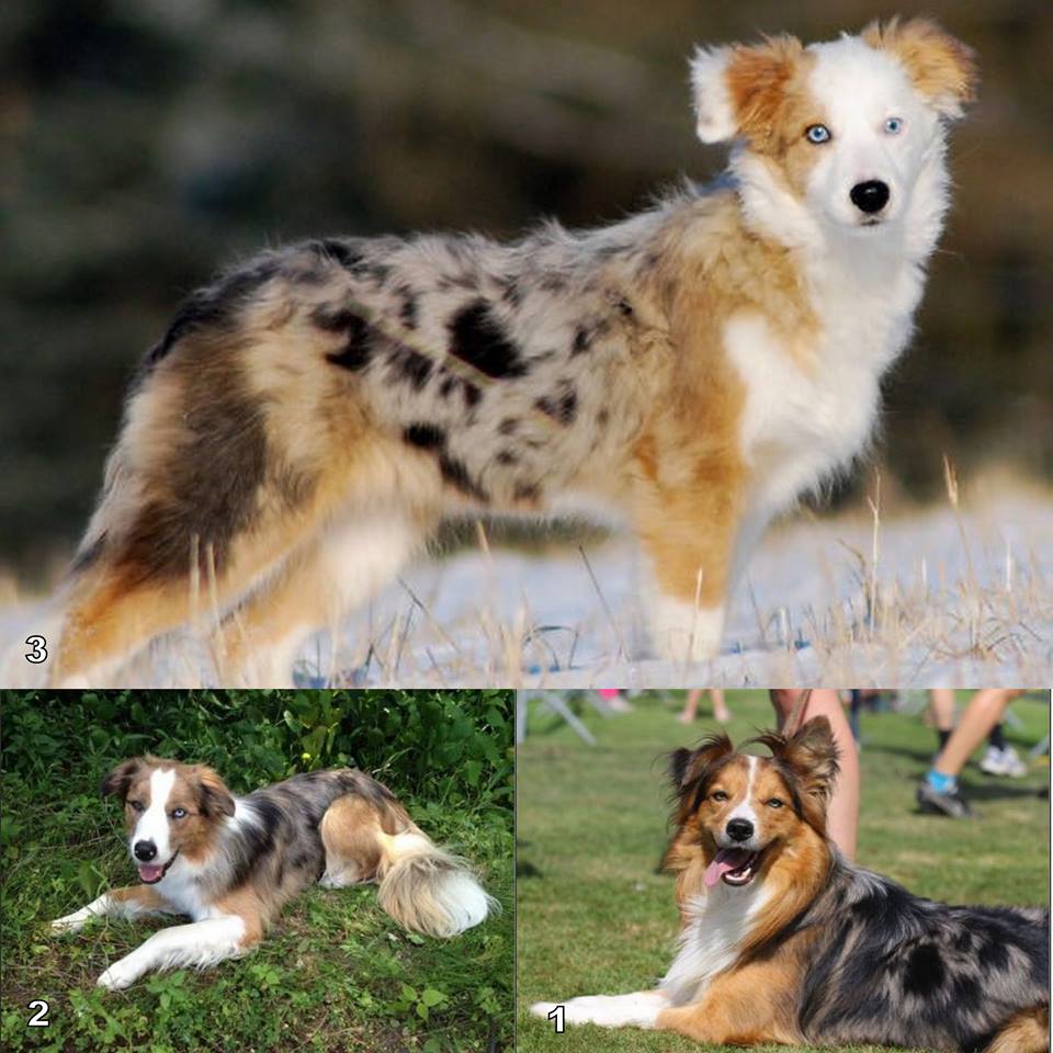 Border Collies - História e Genética: Cores