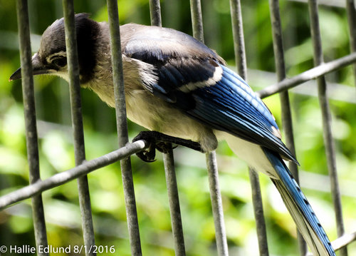 GENNY vs. HALLIE Big Year Challenge: Start Sweating Genny!! AKA the ...