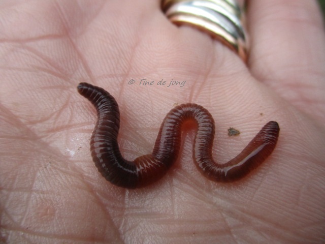 De Mens en de Natuur blogspot: Het verhaal van een regenworm ...