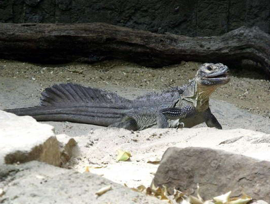 Kawanua Reptile Shop: Jenis- jenis Kadal