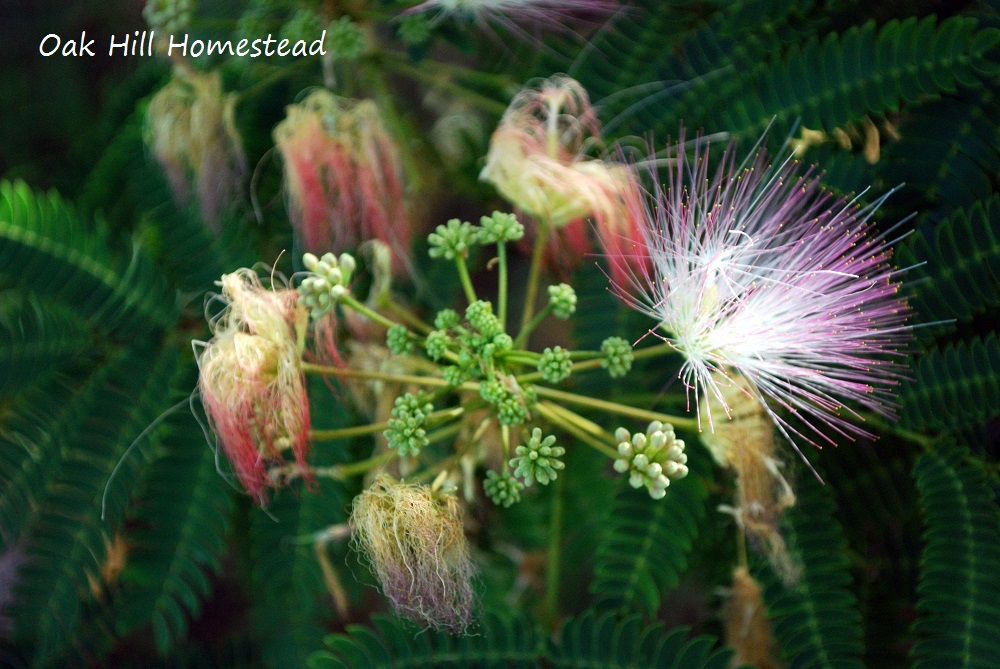 The Story of a Mimosa Tree - Oak Hill Homestead