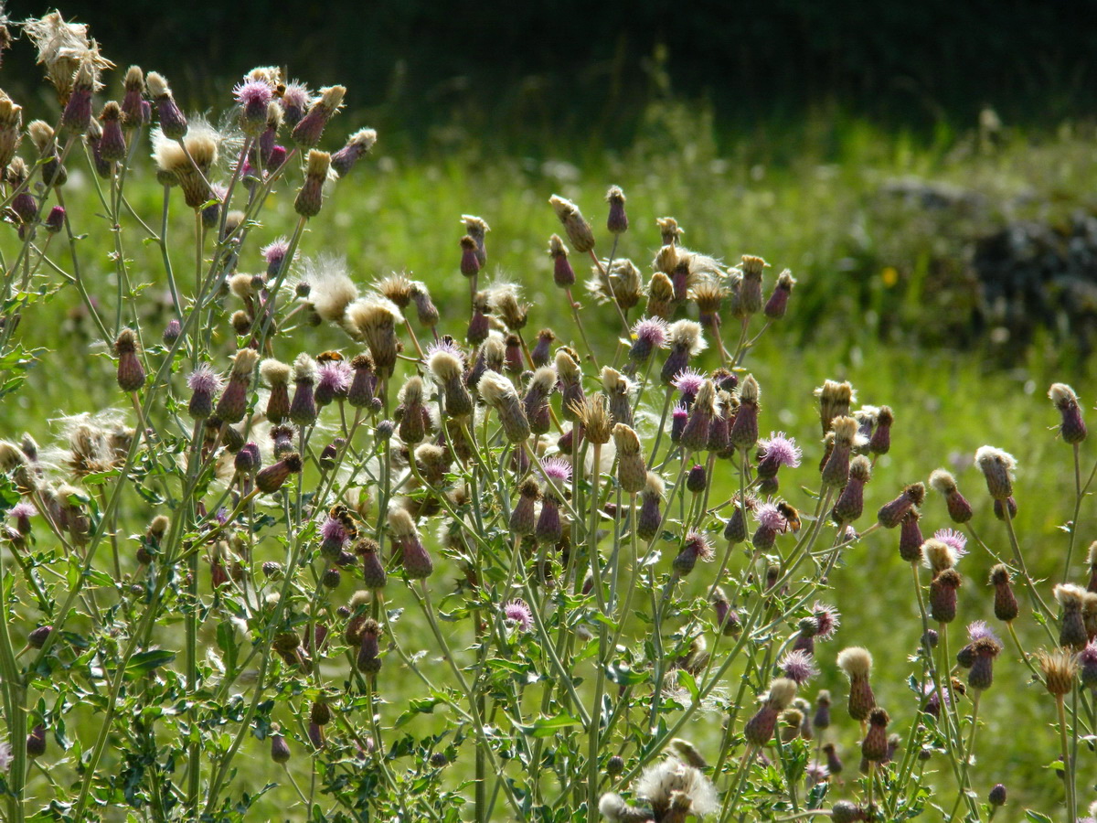 LA MULTI ANI, ROMANIA!: Flori de munte
