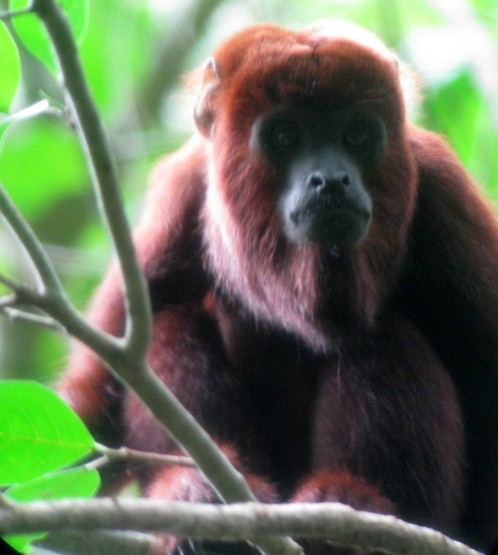 Try Colombia: Monkeys at last