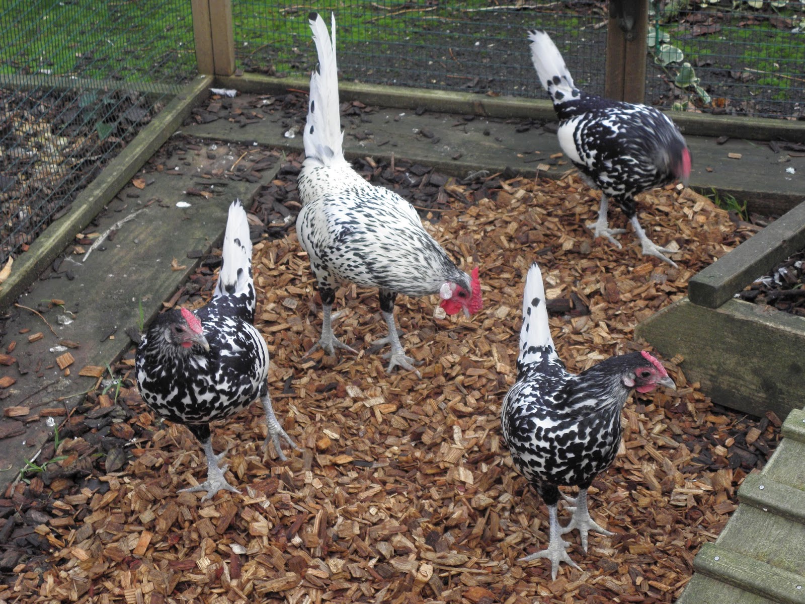 Do Chickens Like Wood Chips at Henry Lymburner blog