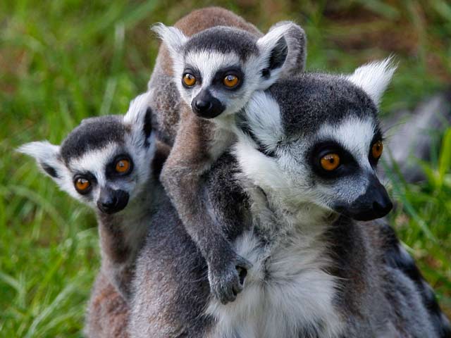 ANIMAL PLANET: ANIMALES VERTEBRADOS