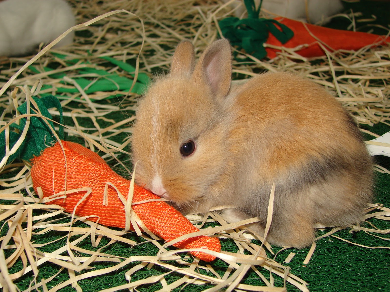 Blog do Jaime - BLOG FOTOS E NOTÍCIAS DE BLUMENAU: Mini Coelhos de ...