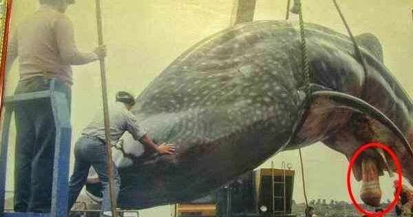 amazingstuff.com: The Largest Testicles in the World.