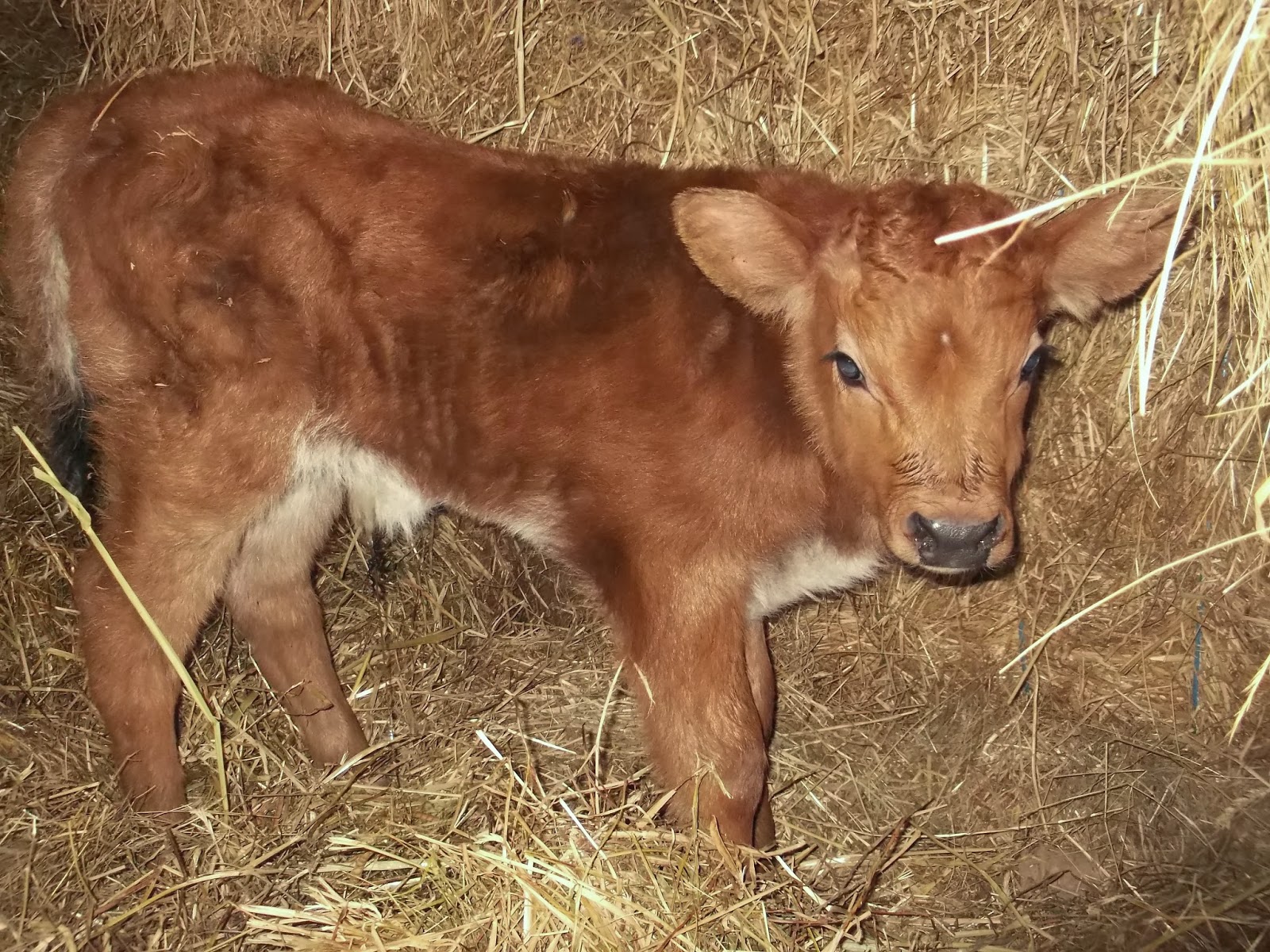 ecovaldeolea: ¡¡Ha nacido el primer ternero del año 2014!!