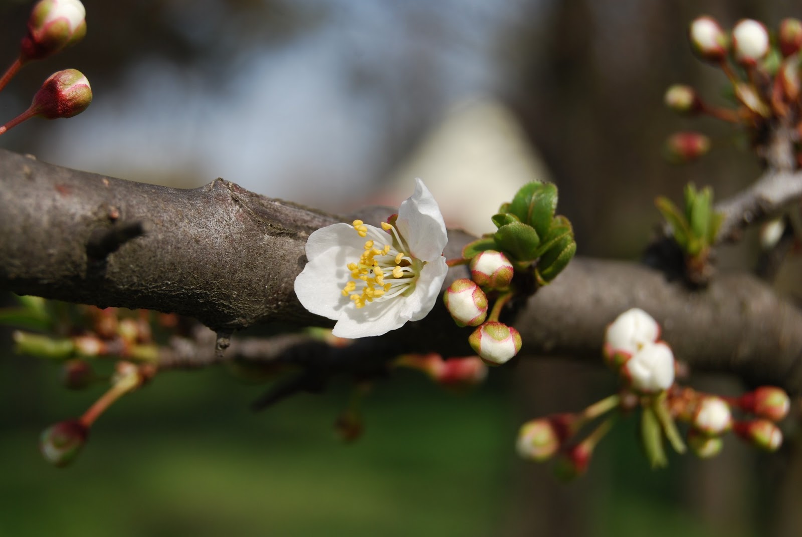 Viaţa are gust: Alegeri