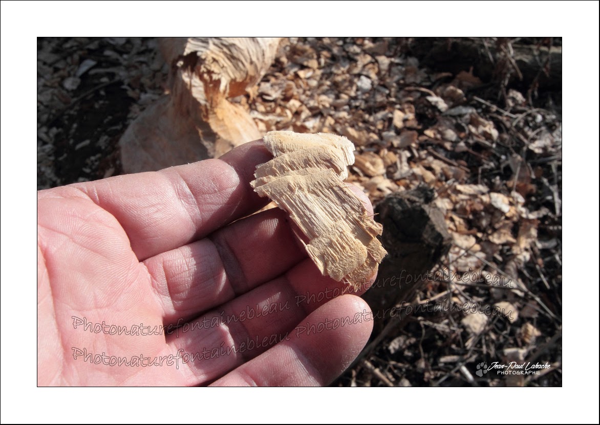 Oh les jolies dents ! Le Castor d'Europe. 2017 023.