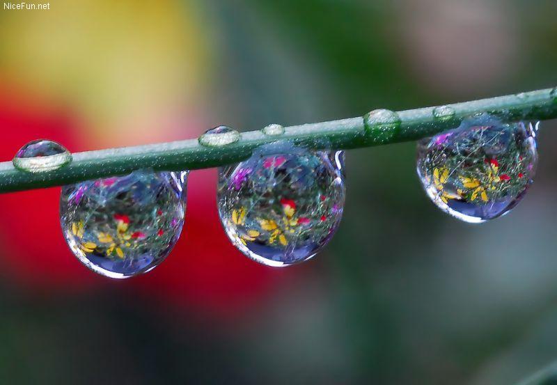 Beautify of Nature: View Amazing Rain Drops Snapshots