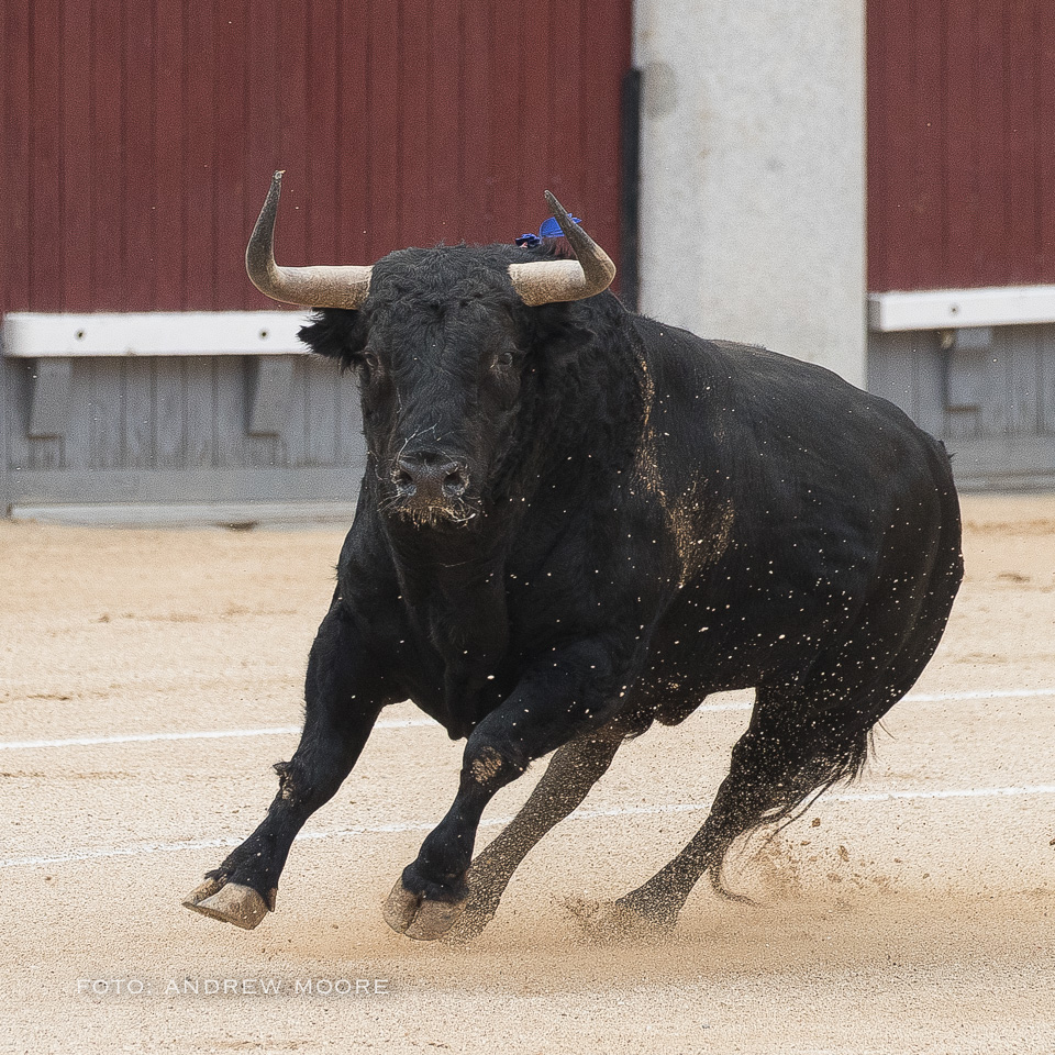 Del toro al infinito: Las Ventas. La corrida de Jandilla en el objetivo ...