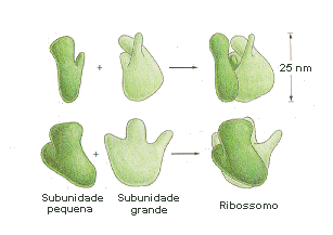 Blog da Bio - Profe Gabriela: Organelas Citoplasmáticas