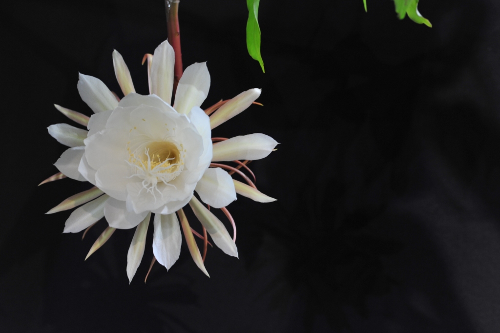 My little vegetable garden: Bunga Bakawali Epiphyllum oxypetalum