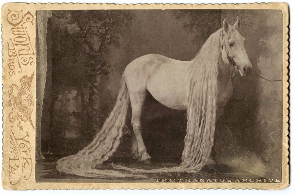 Long Hair Is Not Just for Humans: Incredible Vintage Pictures of the ...
