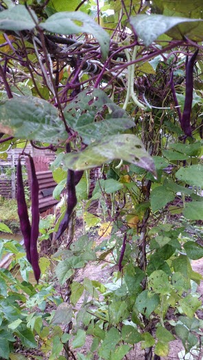 KACANG BUNCIS UNGU (update) - Rangkuman Cara Bertanam Lengkap