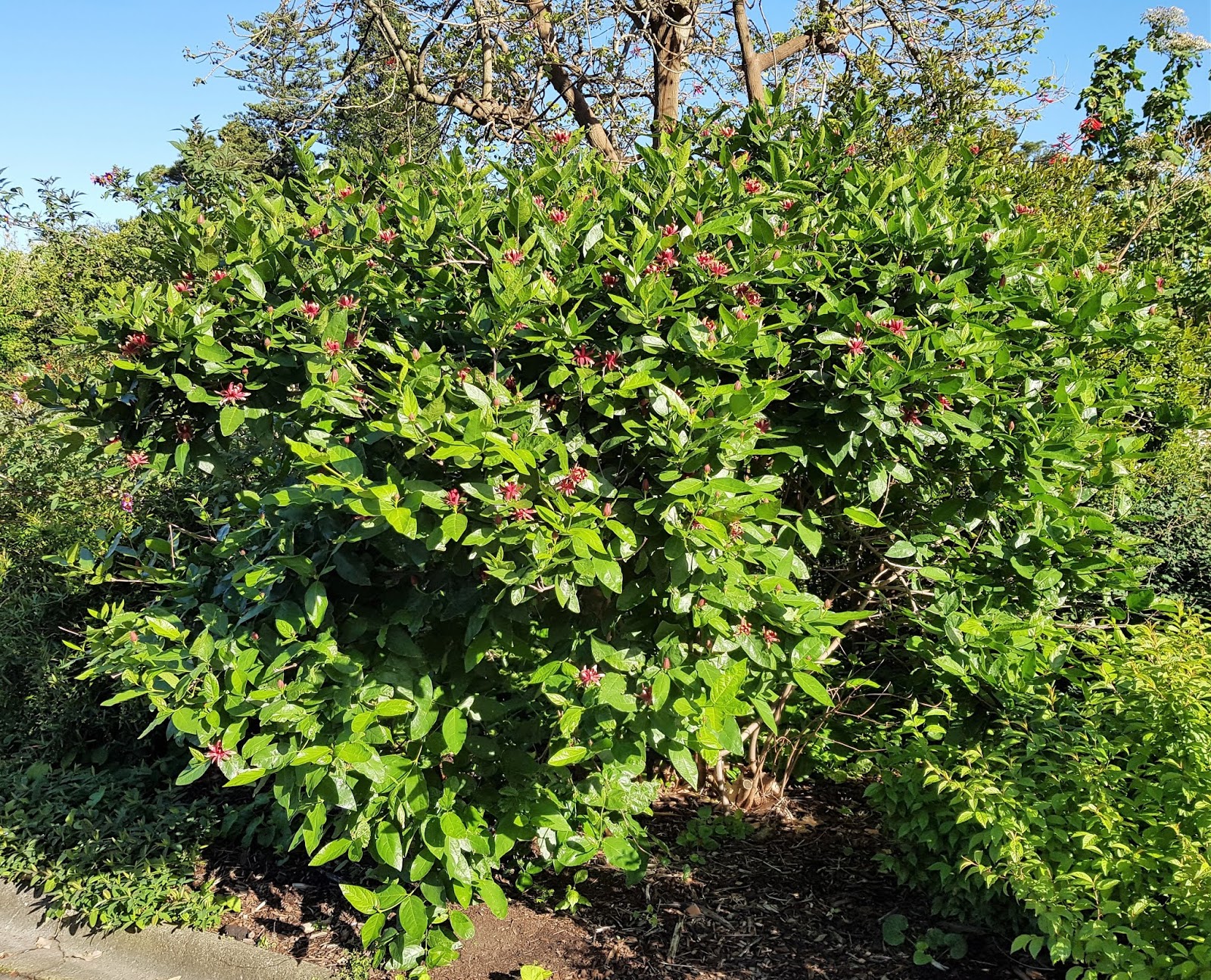 Spicebush from the west side of North America brewing up an aroma