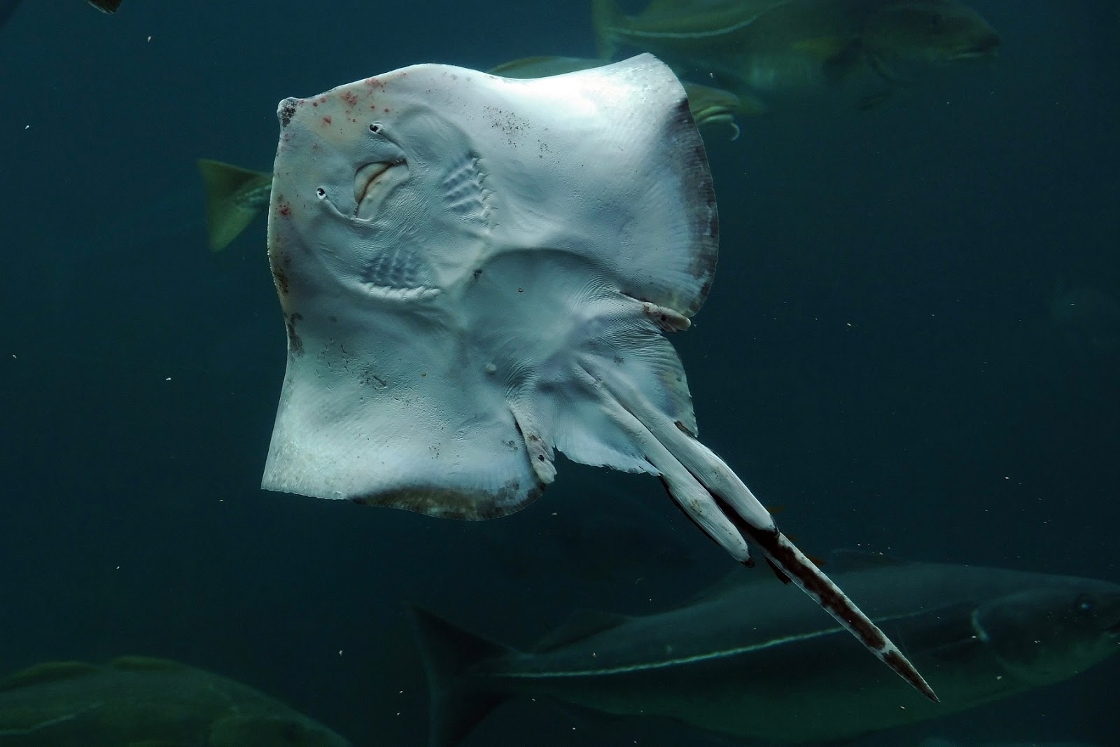 Especies marinas de interes bromatologico: Raja clavata (Linnaeus 1758 ...