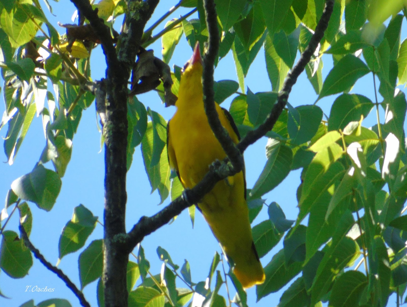 PASARI DIN ROMANIA: GRANGUR, Oriolus oriolus