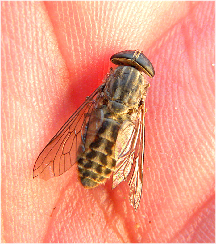 FOTO NATURA HUESCA 2: TÁBANO tabanidae Pierre André Latreille, 1802