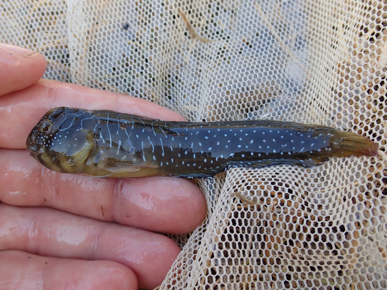 Athens Nature Journal: Samothraki Inland Water Fishes