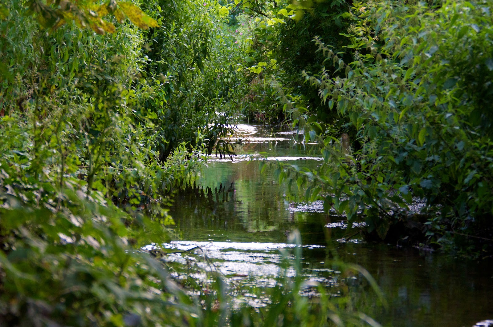 Graham Hush Photography: Barnes Common - A different location and 2 ...