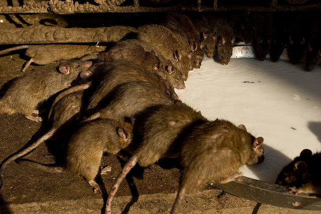 Krishna Sharanam: Holy Rats of Karni Mata