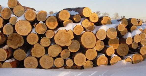 derevina_kasila: Породи деревини і її властивості