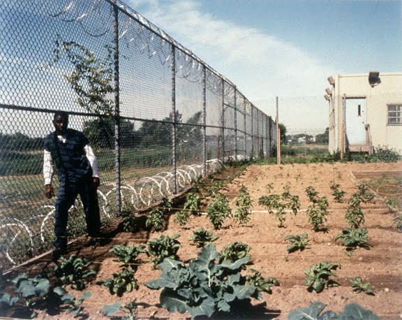 American Government~MHS: Prison Gardens