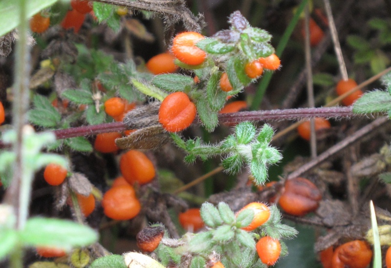 ANPP Animales y Plantas de Perú: Antanco o Chamiri - Relbunium ...