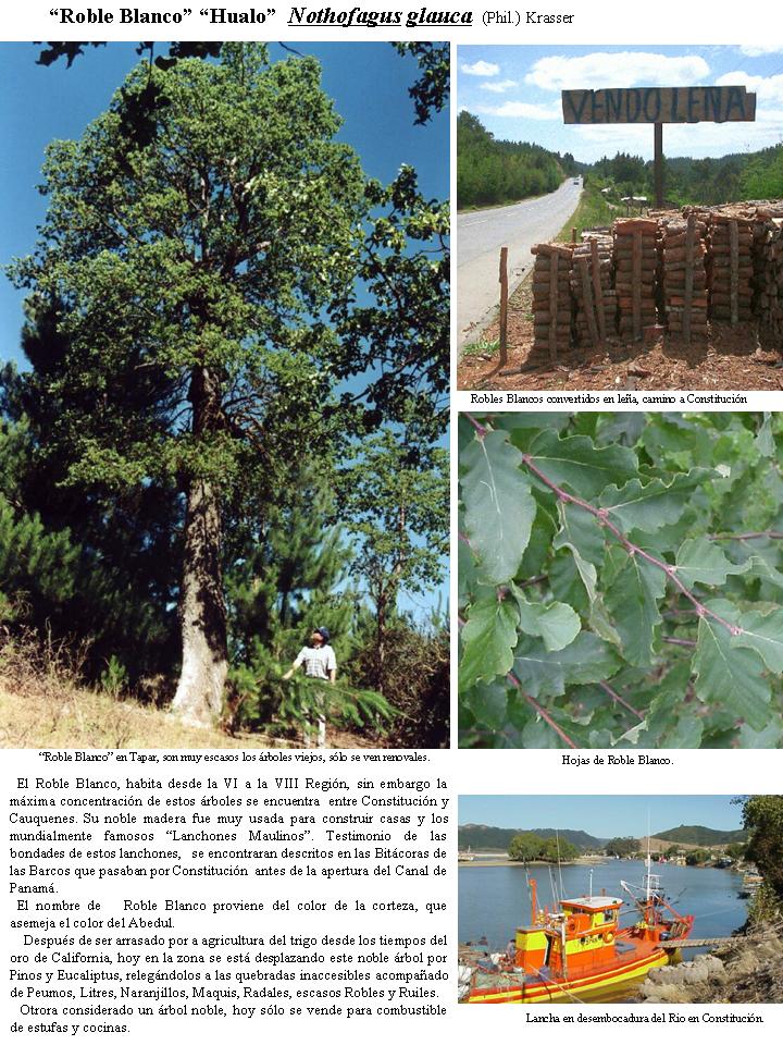 Arboles Monumentales: Roble Blanco