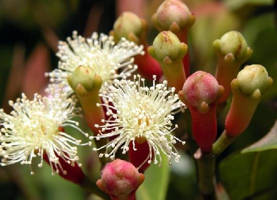 Kandungan dan Manfaat Cengkeh | Blog Semua Informasi