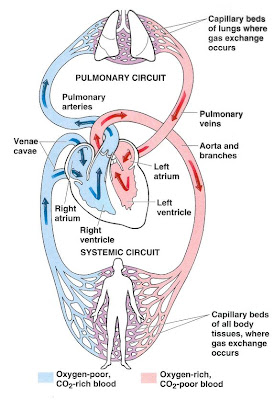 Notez On Nursing....: Circulation......